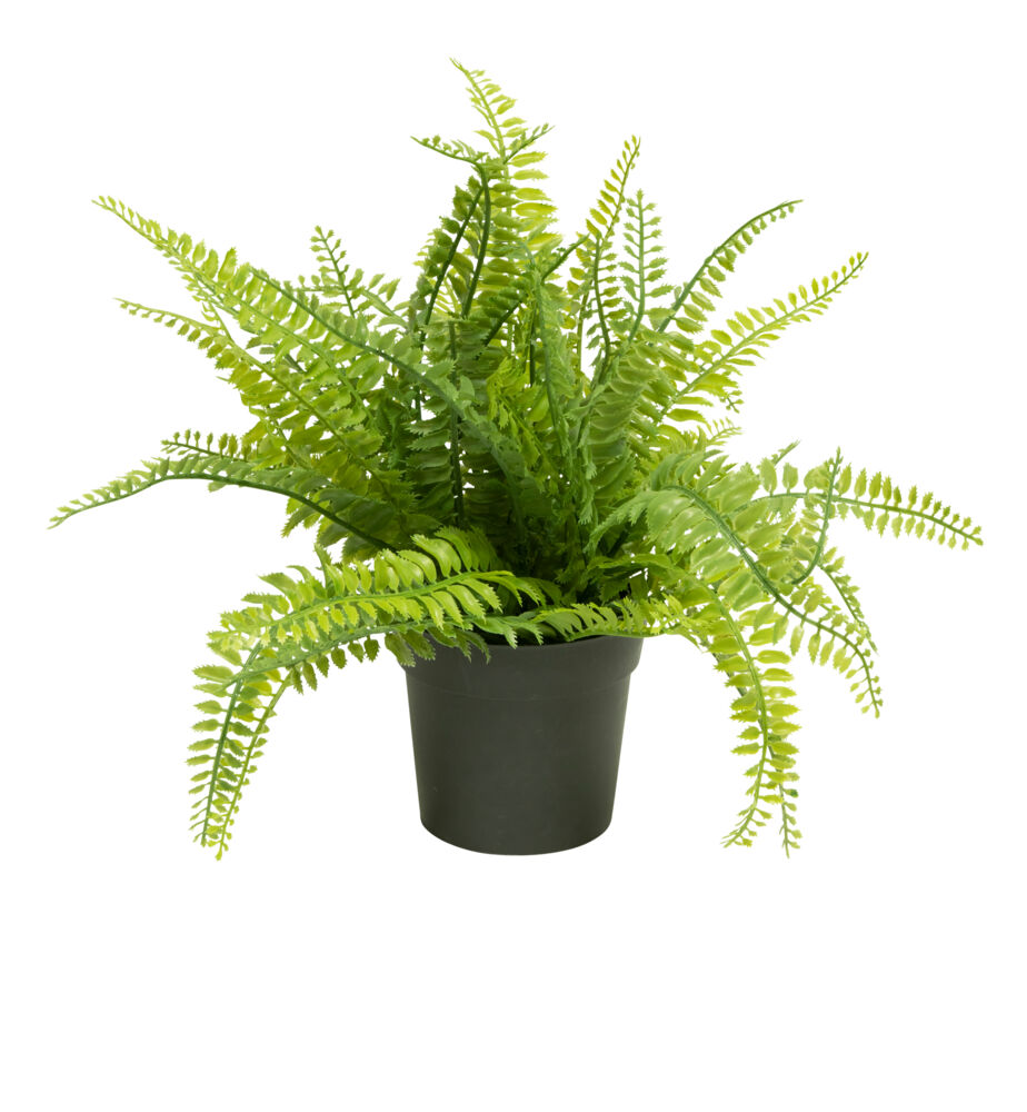 Bregne plante | Obs.no